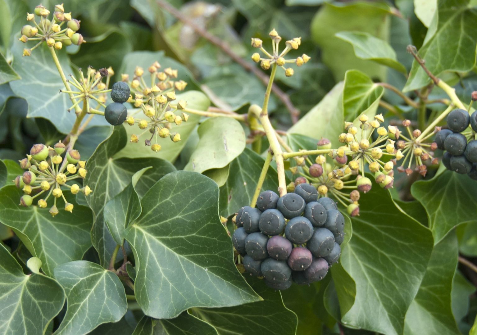 Strauch-Efeu – Hedera helix ‚Arborescens‘ und Hedera helix ‚Arbori ...