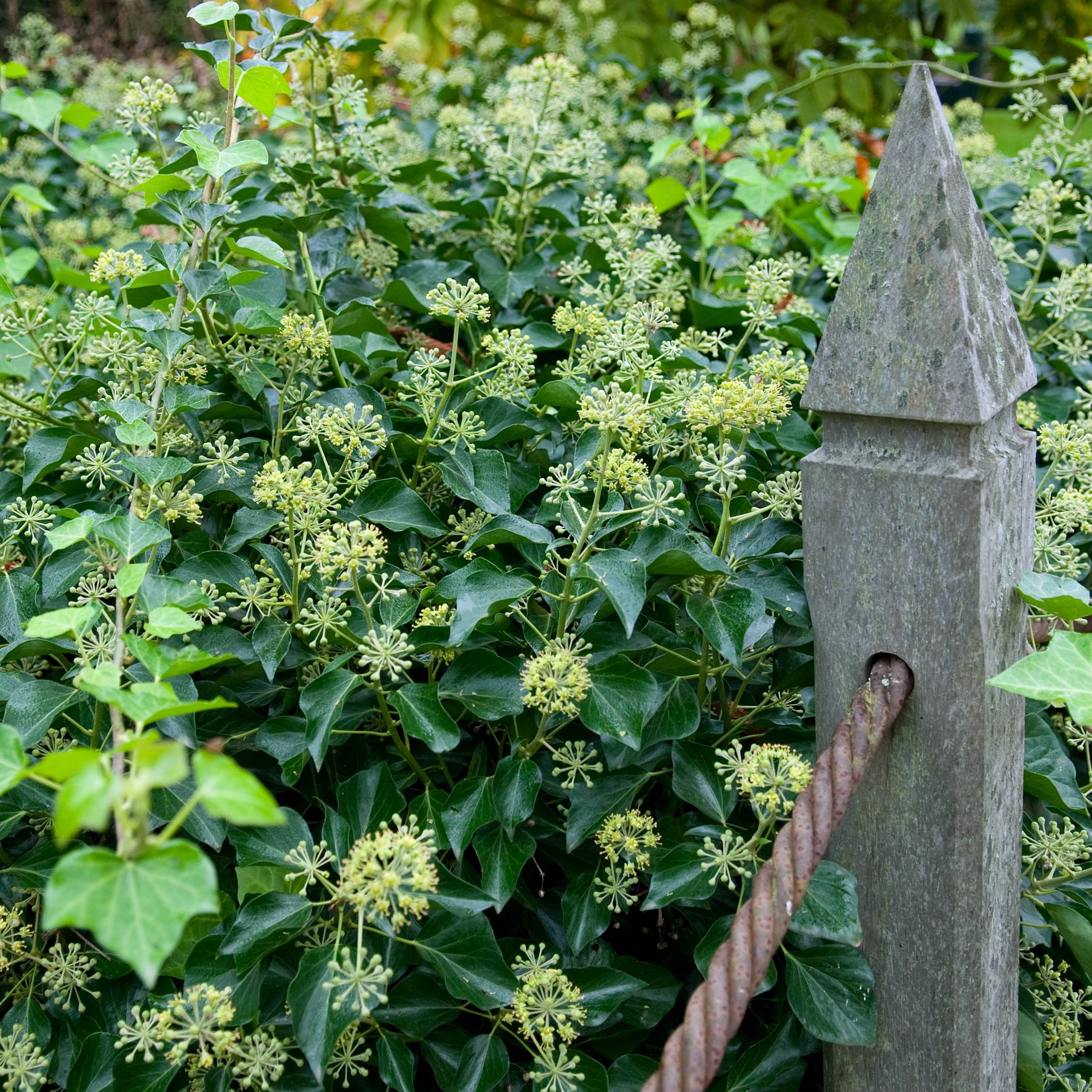Strauch-Efeu – Hedera helix ‚Arborescens‘ und Hedera helix ‚Arbori ...