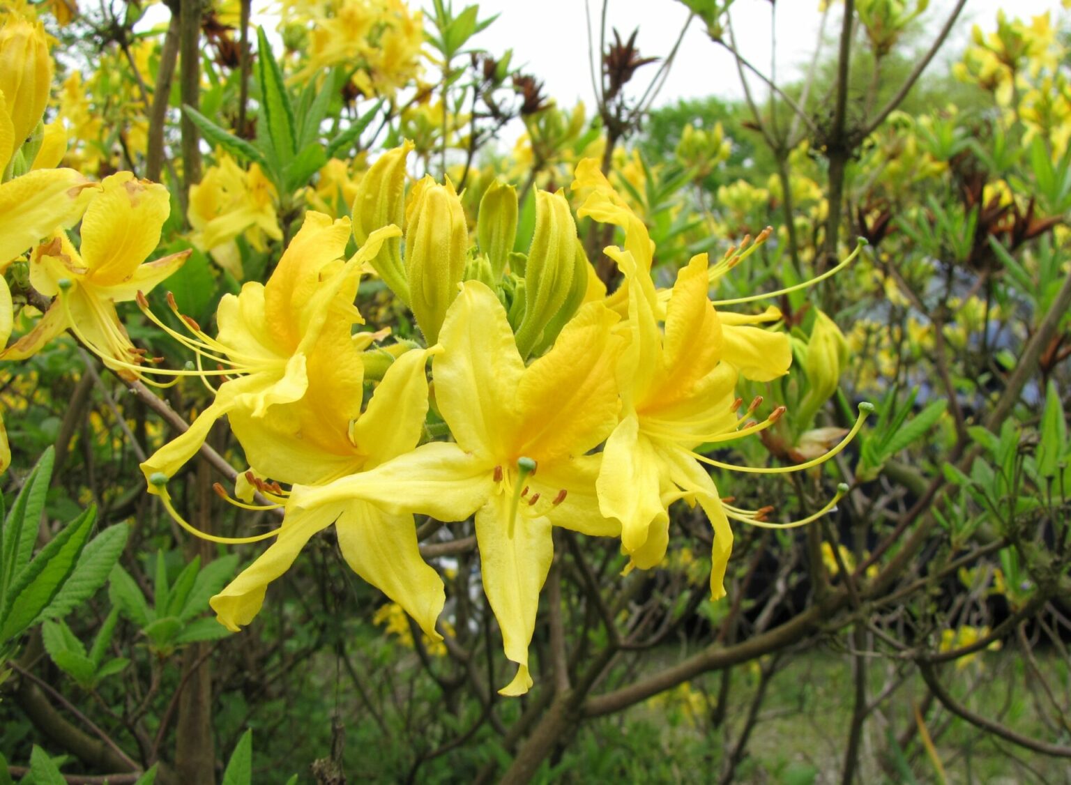 Rhododendron luteum bzw. Azalea pontica – Bruns Pflanzen